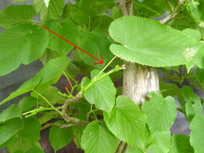 Tecnicas: Defoliación