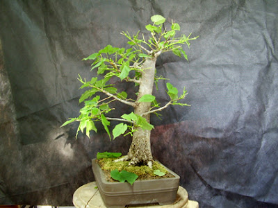 Tecnicas: Defoliación