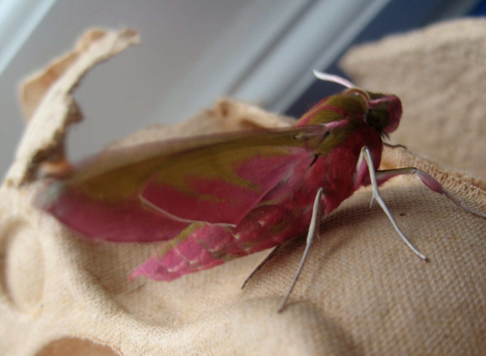 Martin's Moths: Return of the pink 'un