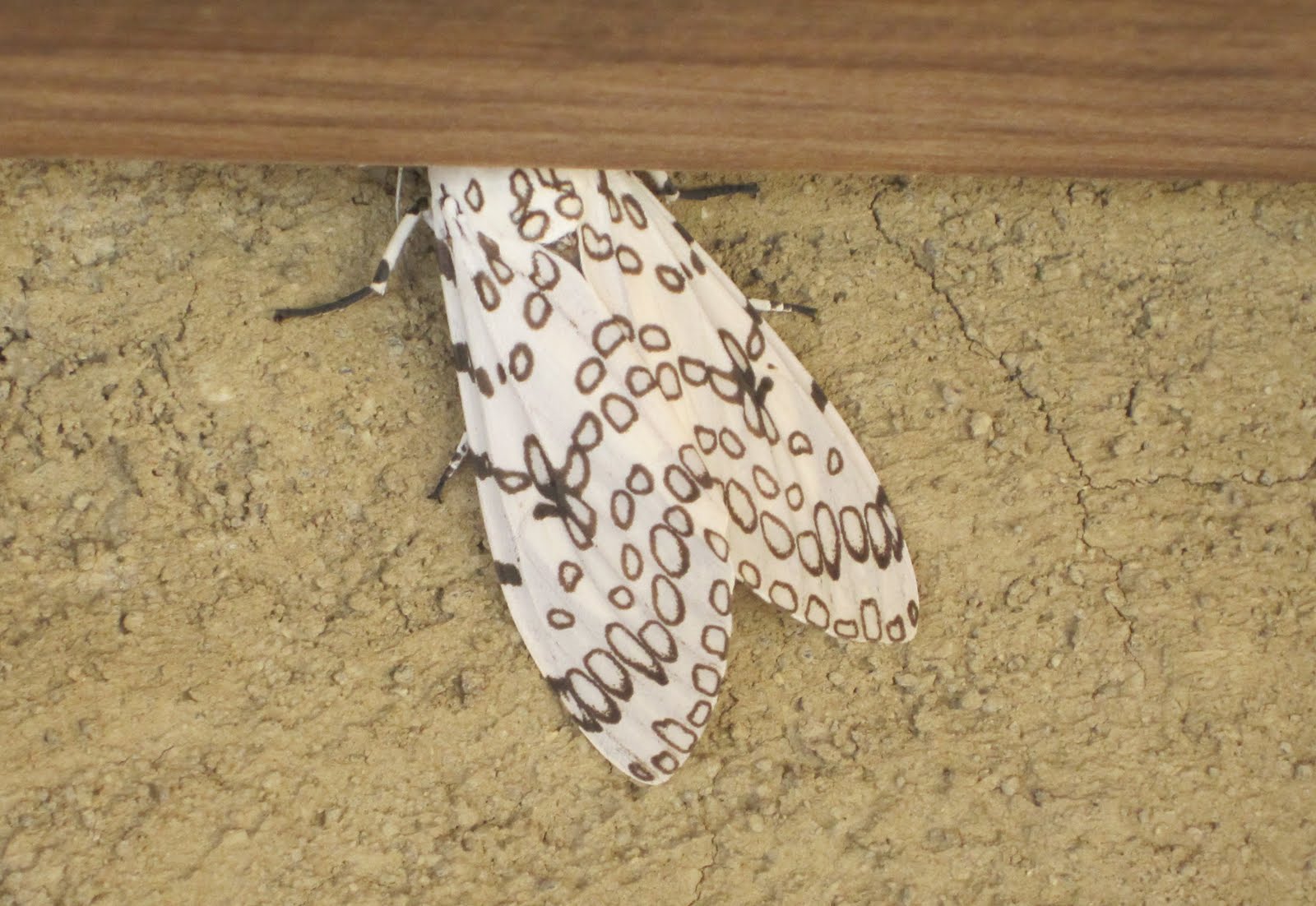 Martin's Moths: June 2010