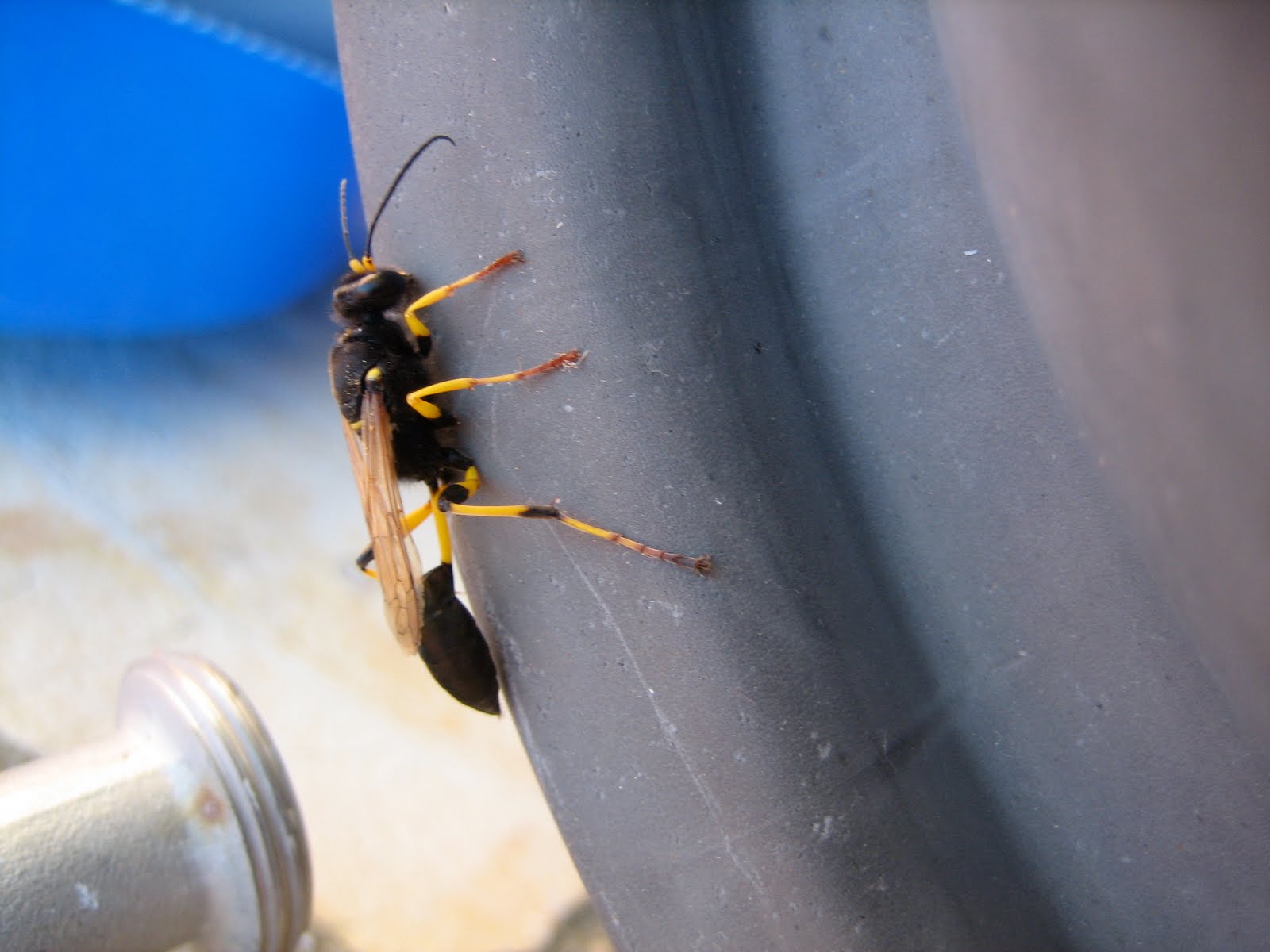 Martin's Moths: Creeping things