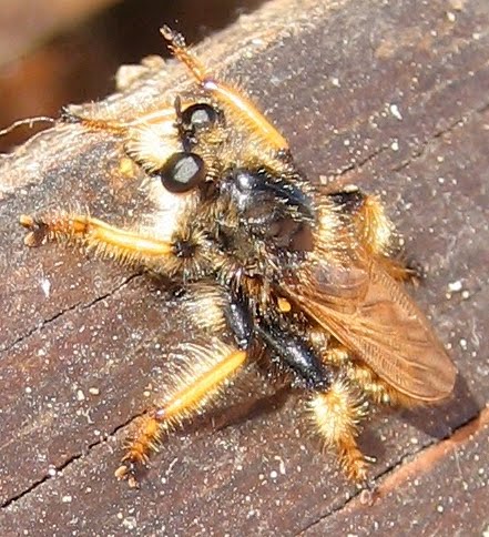 Martin's Moths: Creeping things