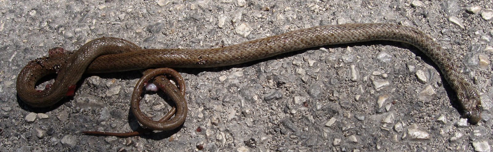 Martin's Moths: Creeping things