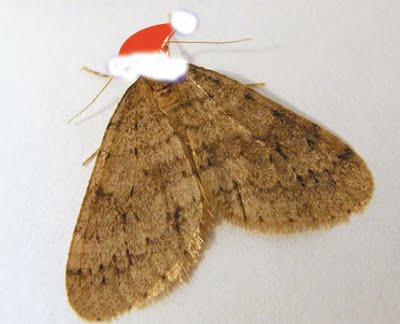 Martin's Moths: December 2010