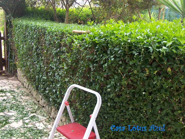 Casa Lótus Azul: Poda de sebes