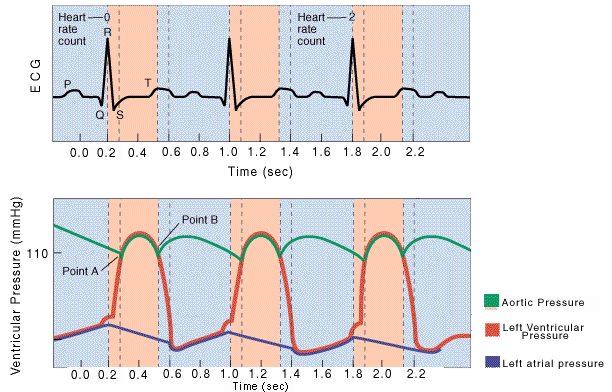 Human Cardiac and Respiratory Systems: Cardiac Output and Importance Of ...