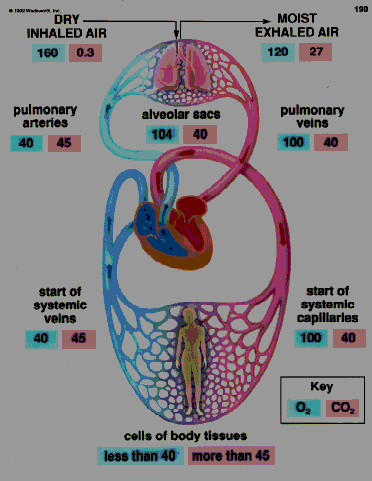 Human Cardiac and Respiratory Systems: Transportation Of Oxygen and ...