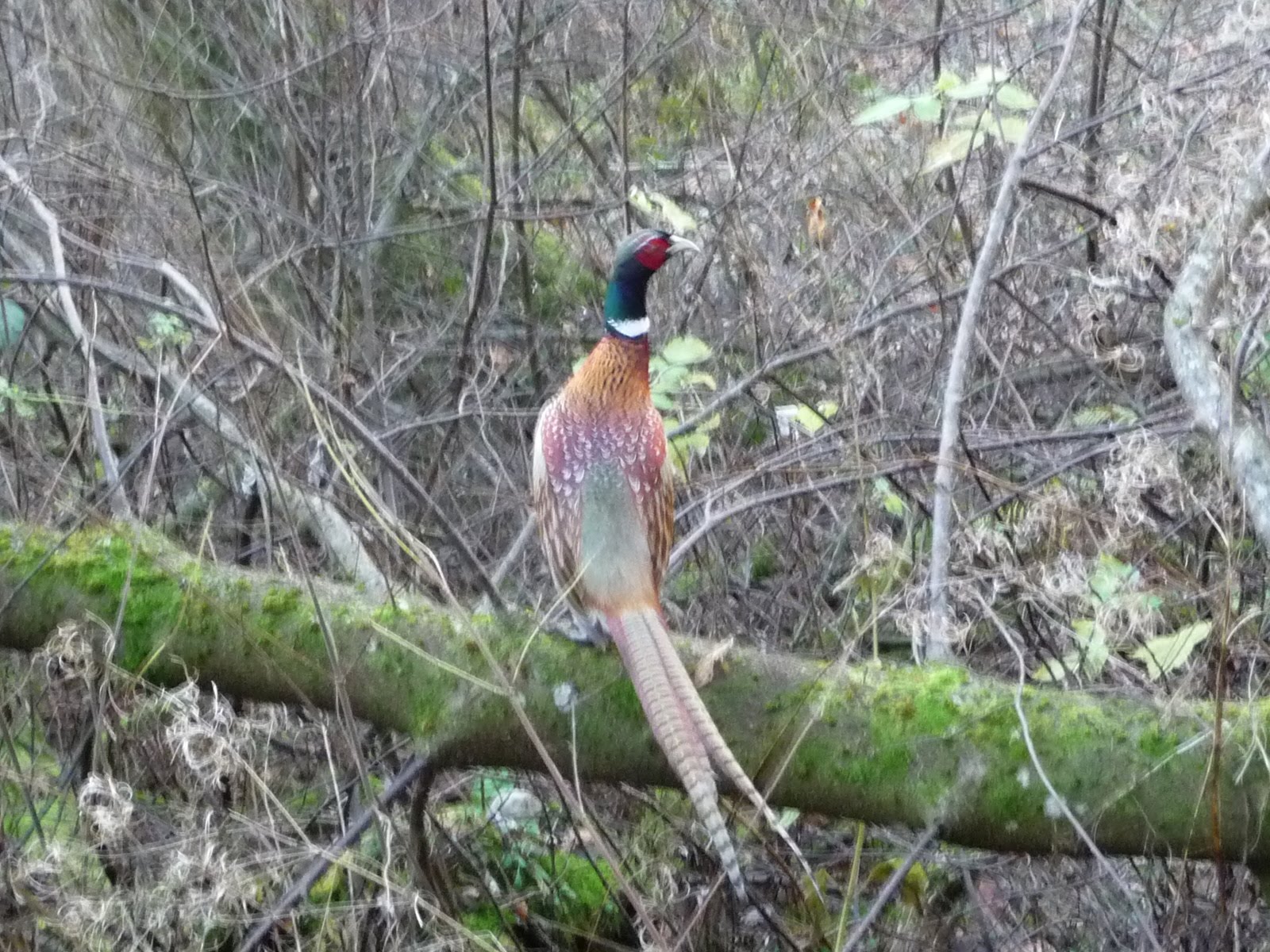 Salmon Fishing Scotland.: Salmon Fishing Scotland Driven Pheasant ...