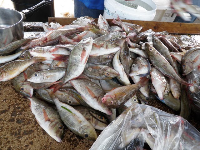 My Coral Adventures: Tonga - Day 7