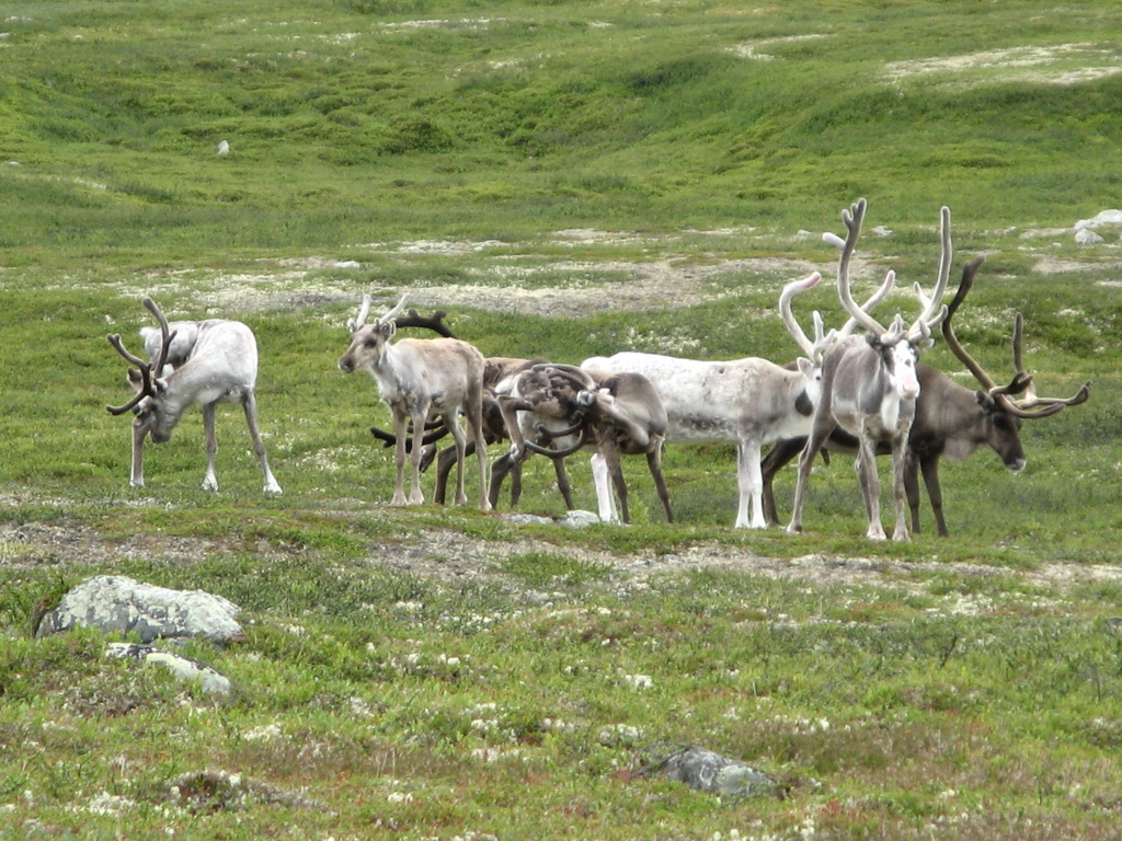 Dave Hubble's ecology spot: Reindeer in Britain: ecology, conservation ...