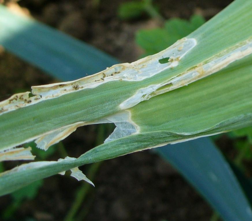 Dave Hubble's ecology spot: Leek Moth in Britain: spread and chemical ...