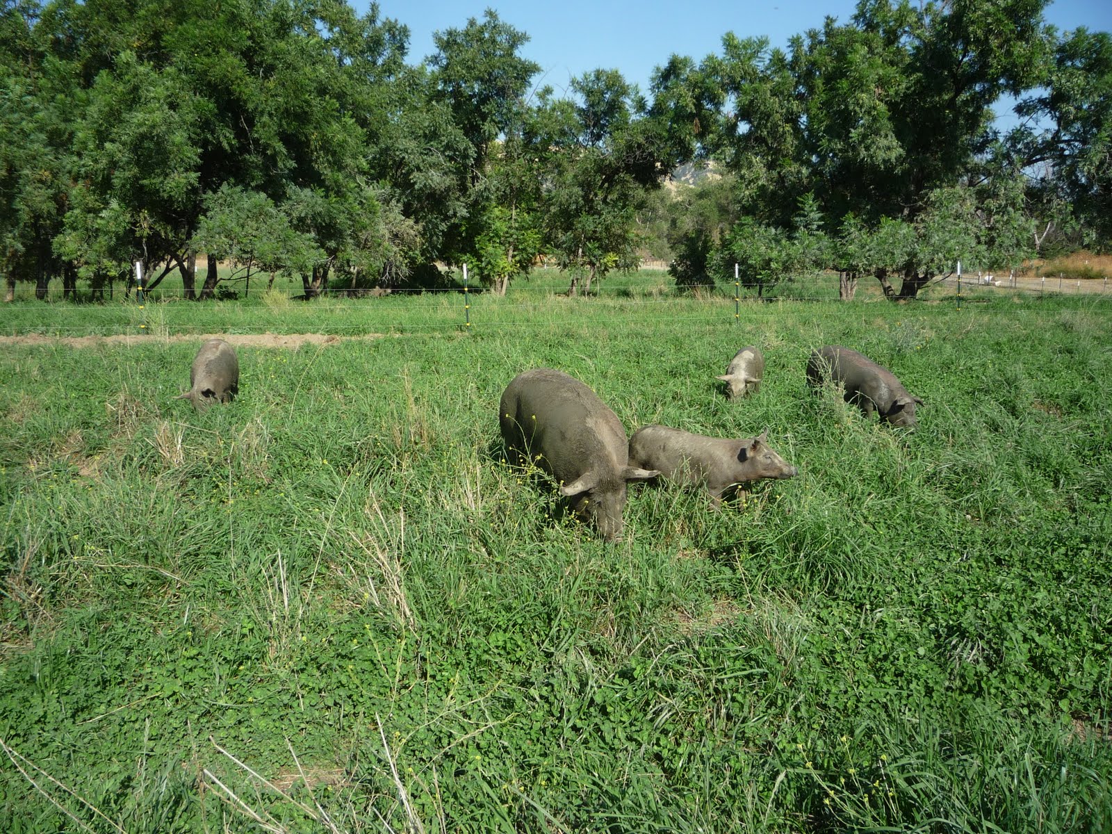 Riverdog Farm Hog Blog: Pigs in Summer Pasture