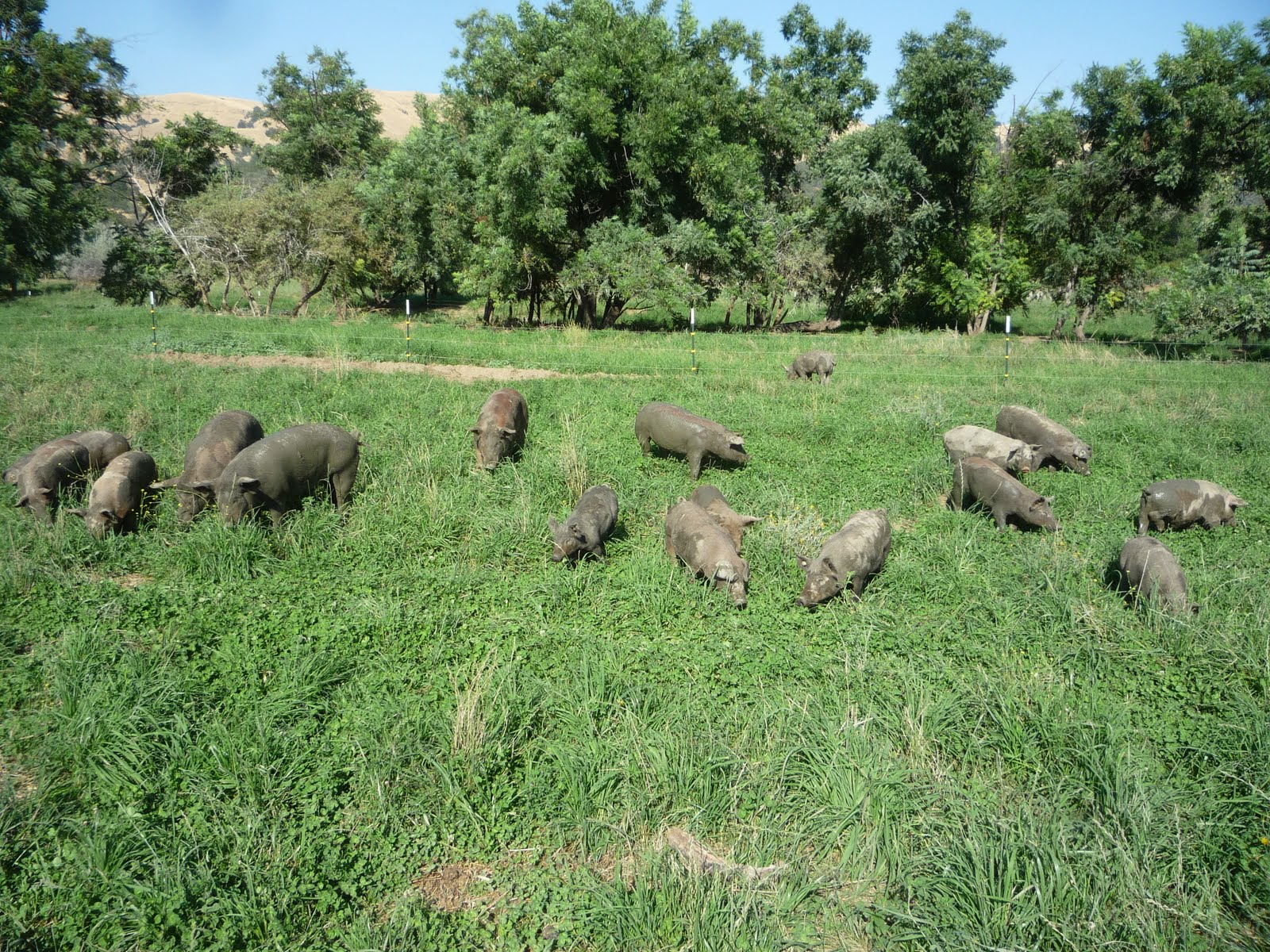 Riverdog Farm Hog Blog: Pigs in Summer Pasture