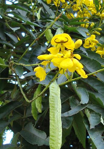 Flora Nativa Colegio San Patricio: ALCAPARRO