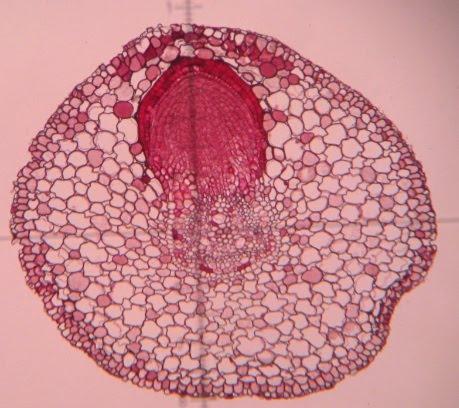 UBC Biology 343 Blog: LAB 2