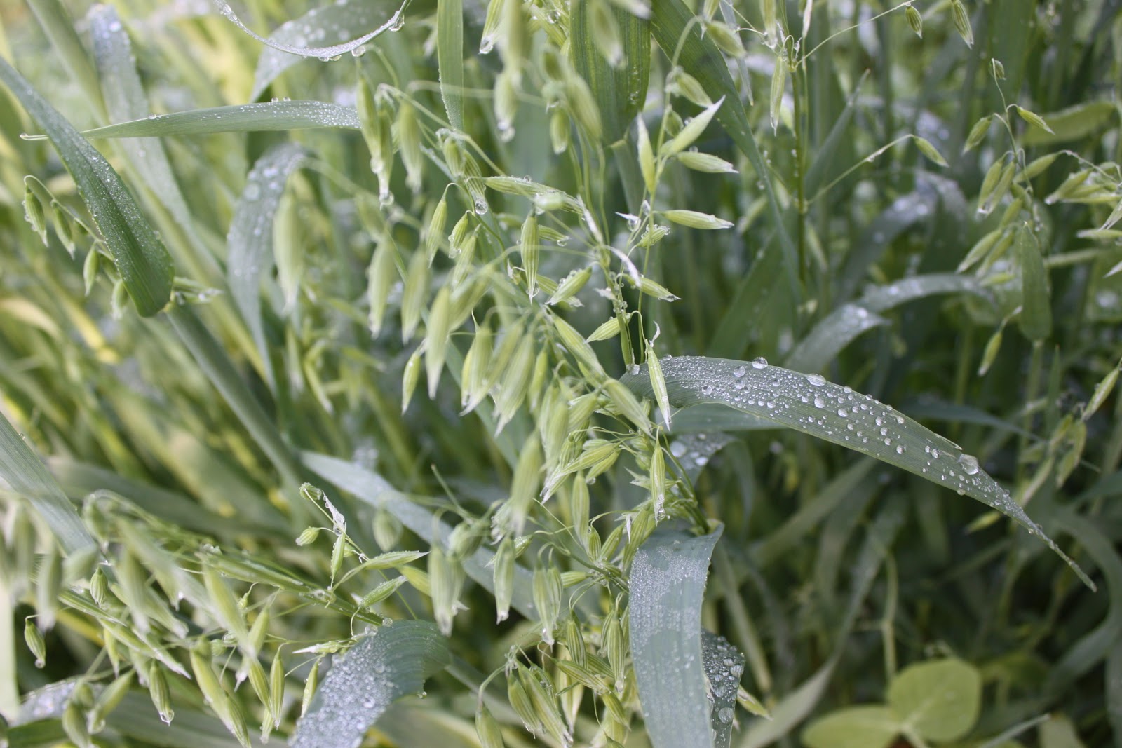 Serenity Valley Farm: Sowed my (not so) wild oats.
