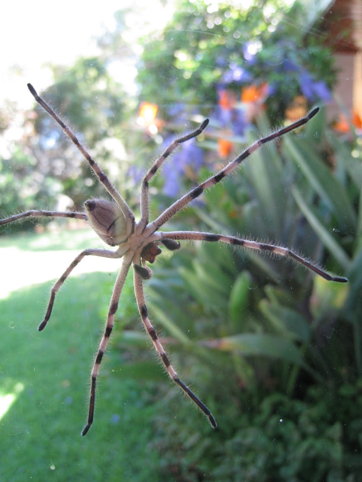 Judy Croome : Rain Spiders