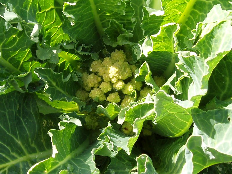 Simon's Allotment: Broccoli