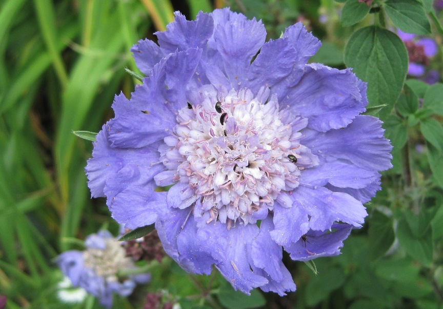 Simon's Allotment: July 2010