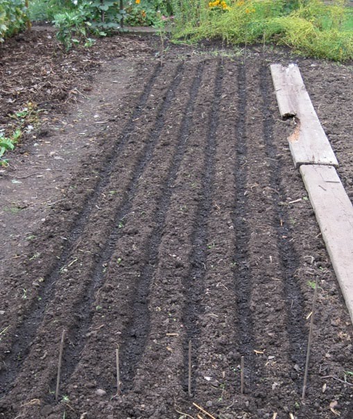 Simon's Allotment: July 2010