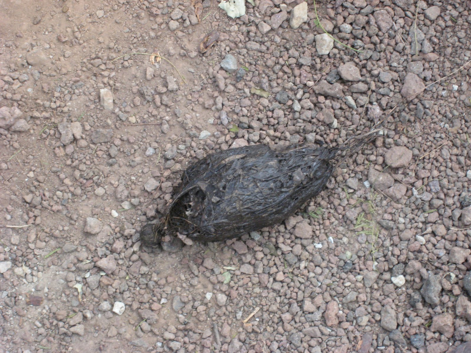 What Does Turtle Poop Look Like - Asking List