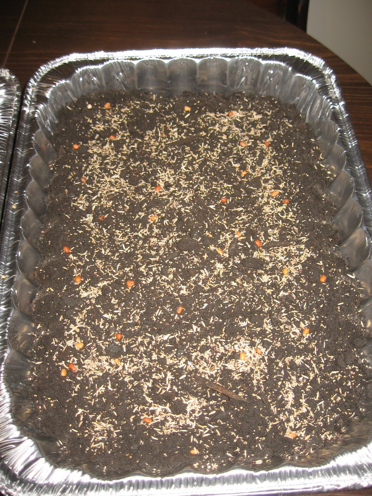 Will Travel by Foot: Growing My Own Tortoise Food