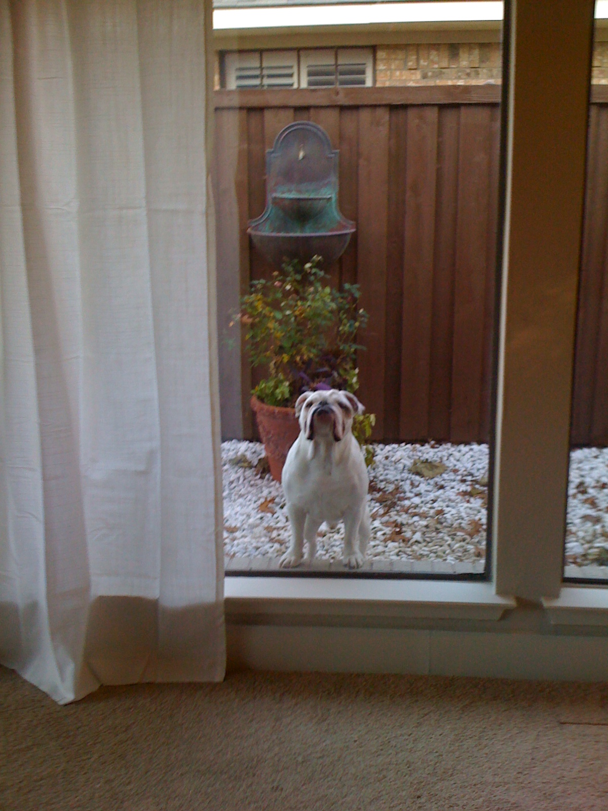 Capt. Rhett "Butler" the Bulldog