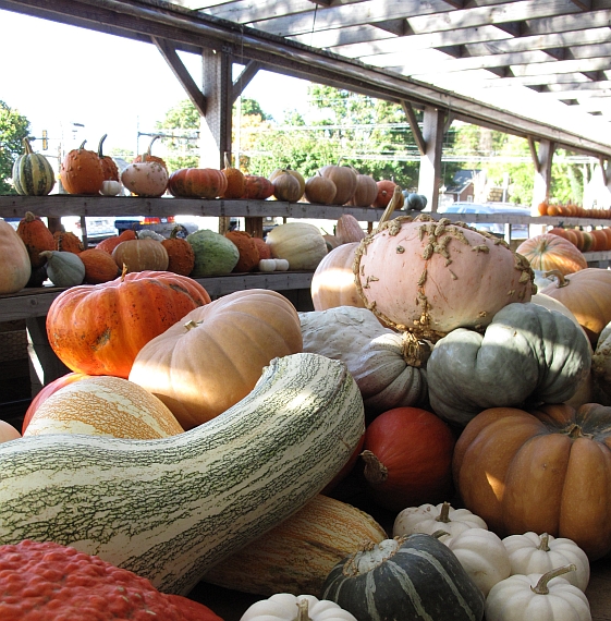 The Mare's Tales - Gypsy Mare Studios: Passion for Pumpkins