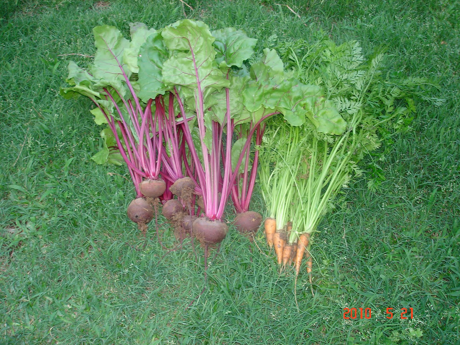 Living Small: Garden Update: Beets and Visitors