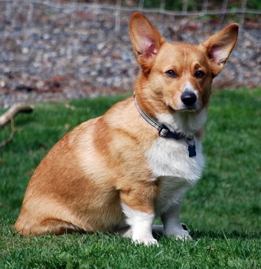 The Incredibly True Adventures of 2 Corgis We Love