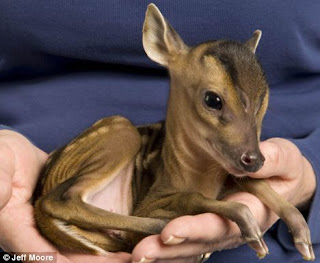 Pranav: Smallest Deer in the World - Fits Exactly In Your Palm ...