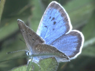 Blue Caroline: Rare Butterflies