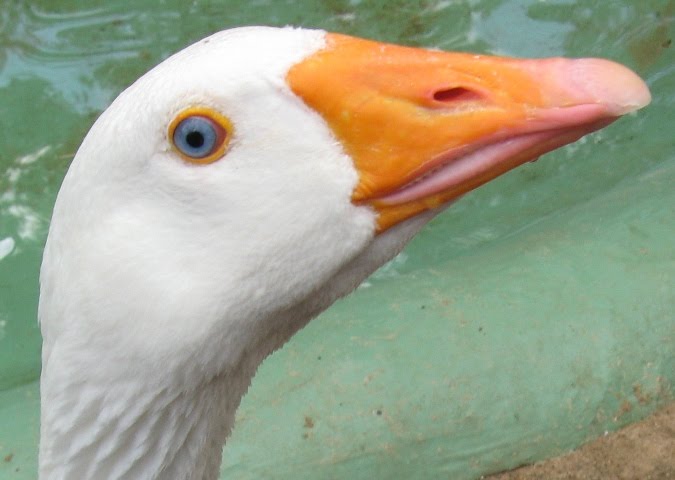 Parapetowy ogrodnik: Kaczka i gęś