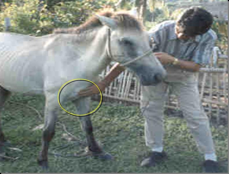 Mindanao Unified Surra Control Approach: Clinical Signs and Symptoms of ...