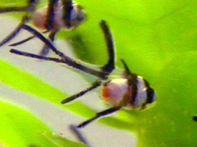 Breed My Fish: Banggai Cardinals