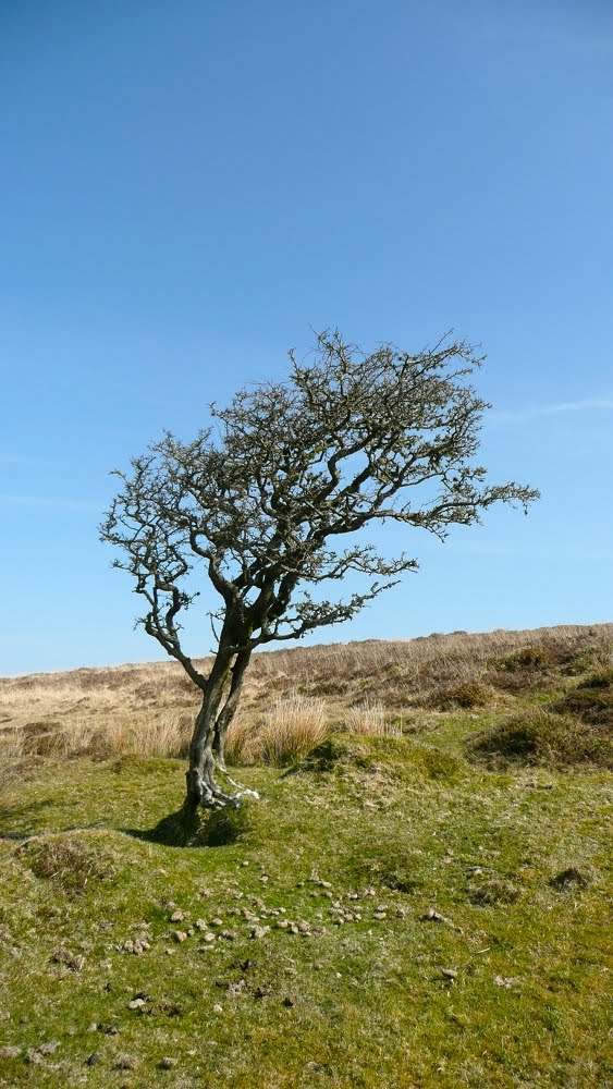 Spindlebrook • no-dig • Market Garden: Snowline Productions Filming on ...