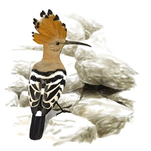 L'ombra d'un somni: Procne i Filomela