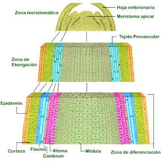 Tejido Animal y Vegetal: Tejido Merismatico