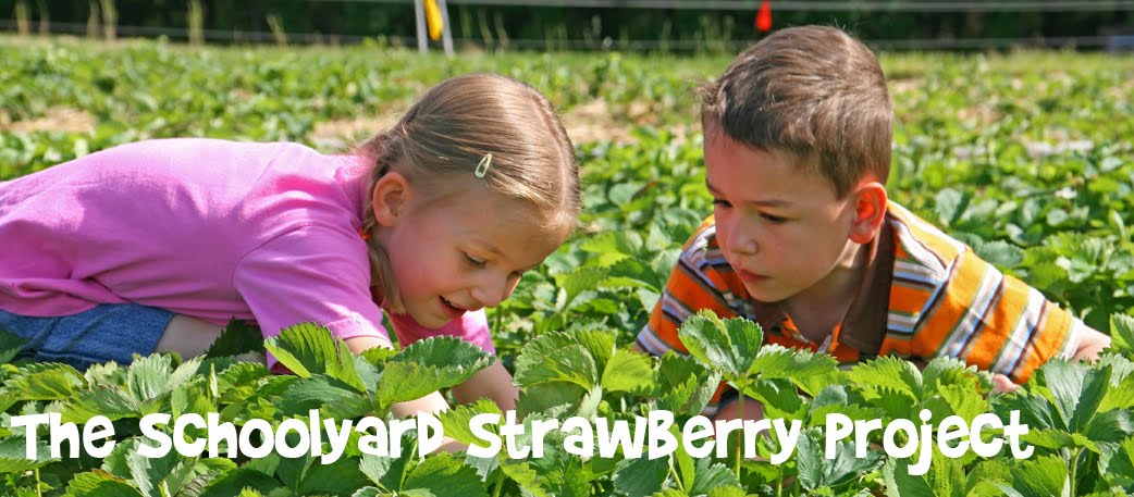 The School Strawberry Garden Project: Parts of a Strawberry Plant