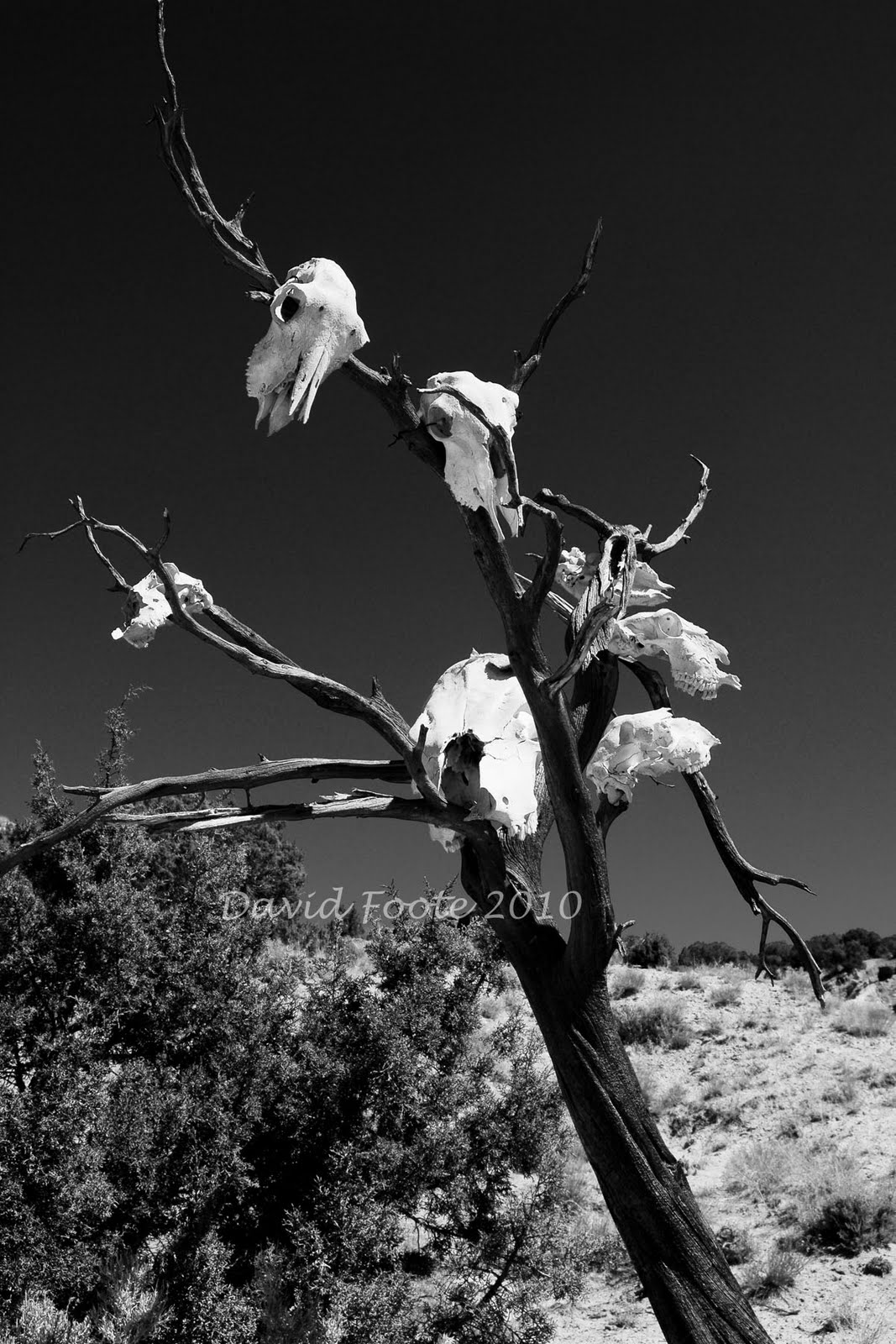 One Foote Closer: Bone Tree