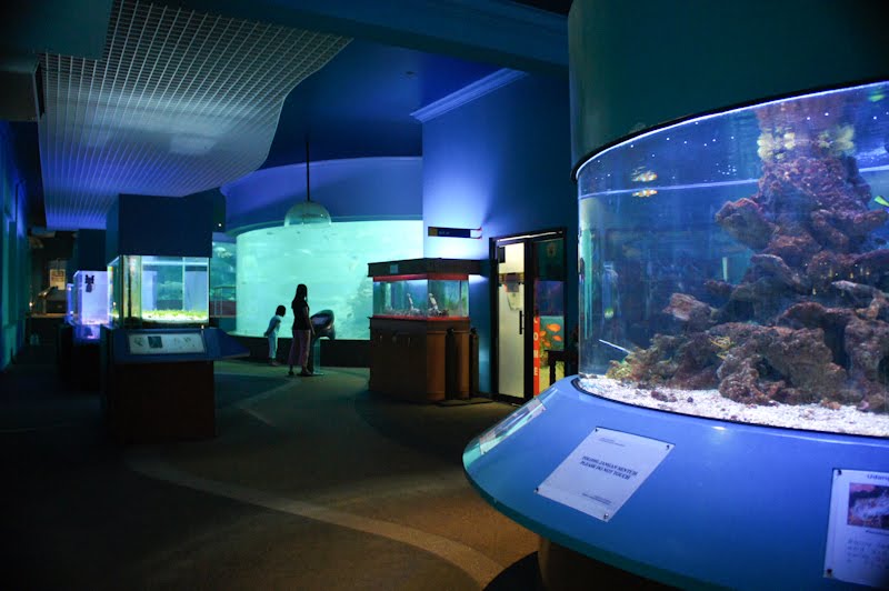 What did you see today?: Universiti Malaysia Sabah (UMS) Aquarium and ...