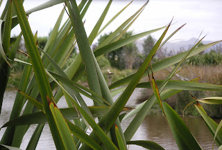 The New Zealand Journal: Travis Wetland - New Zealand Flax - Harekeke