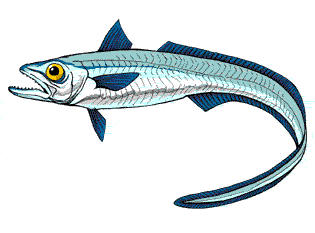 The New Zealand Journal: Census of Marine Life