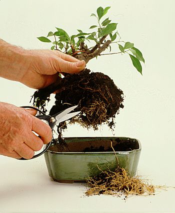 Repotting Bonsai trees ~ Bonsai