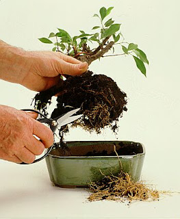 Repotting Bonsai trees ~ Bonsai