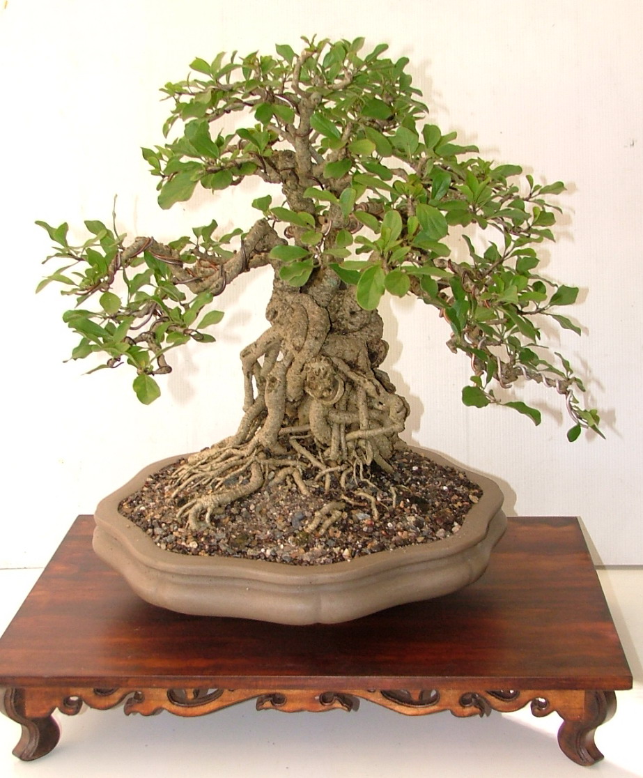Bonsai styles ~ Bonsai