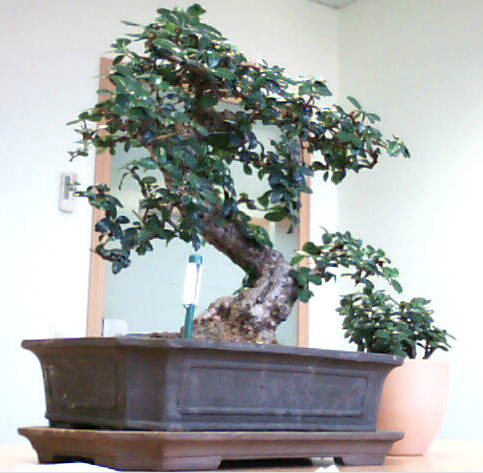 Buying Bonsai ~ Bonsai