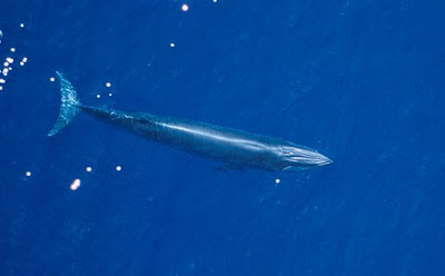 the great brydes whale