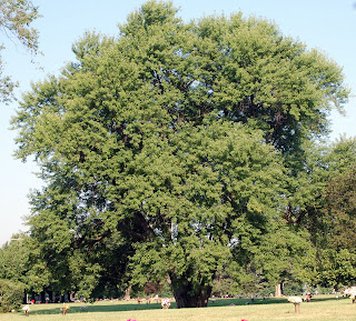 Walking In Beauty: Five Lobed Leaf