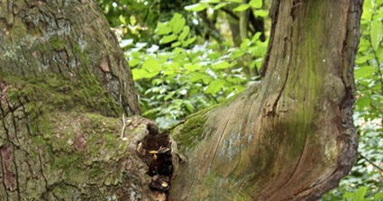 BAUMGESICHTER ORIGINALE: BAUMGESICHT - NASHORN ALEPH